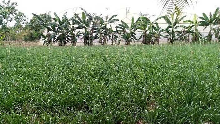‘In the box’ thinking gets plastic off farms