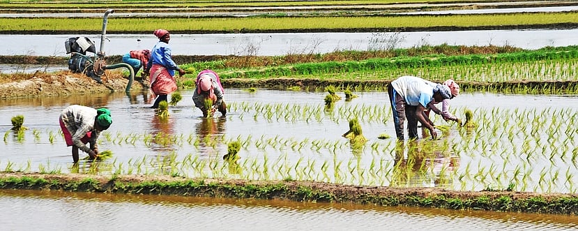 Tamil Nadu revises crop loan waiver scheme, extends relief to 14.43 ...