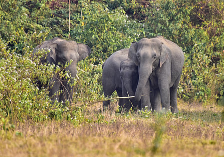 Two elderly men killed by elephants in Odiah's Angul forests