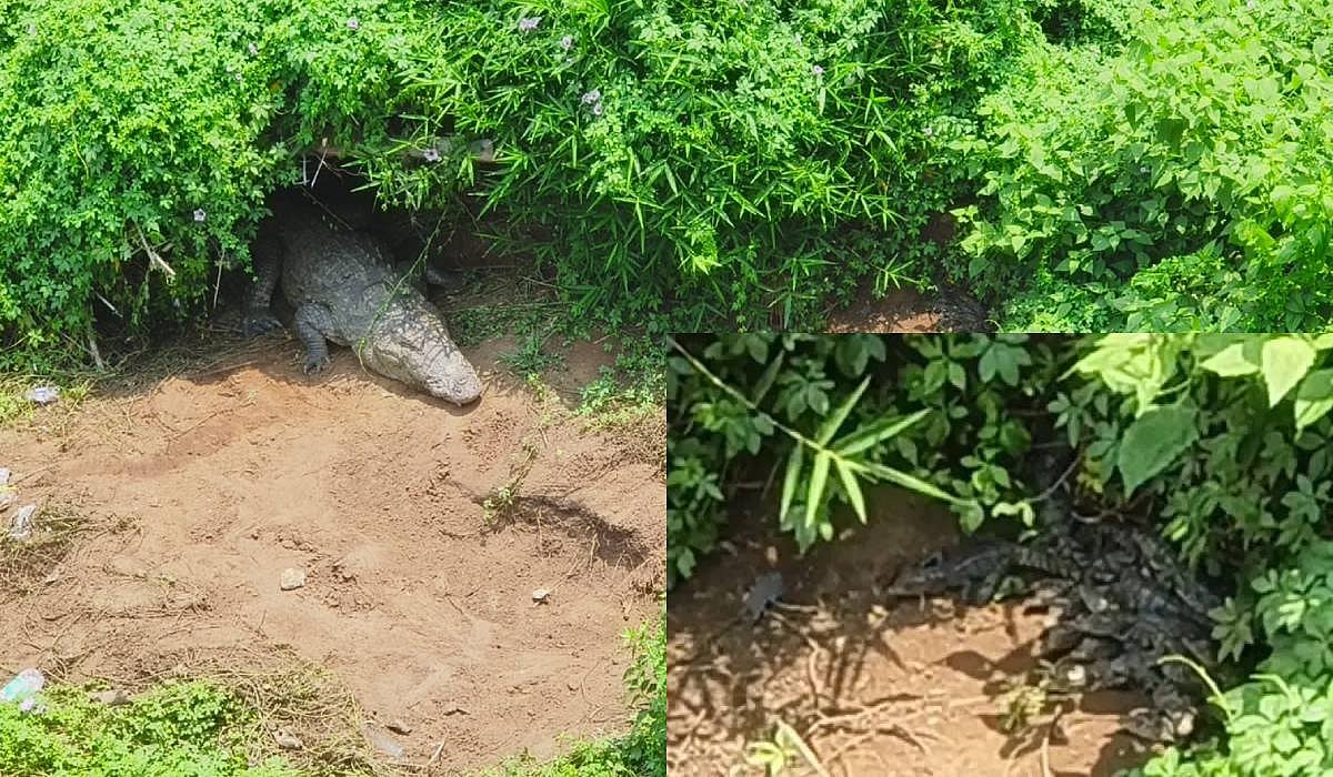 Crocodile hatchlings draw crowds at Karnataka's Dandeli