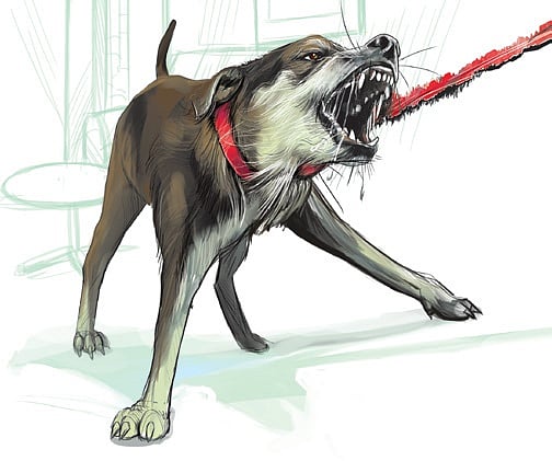 Stray dog menace: Kerala struggles to implement SC order