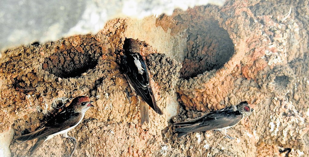 Pump house becomes penthouse for barn swallows