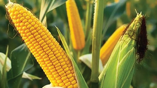 Government to procure additional maize, jowar, sunflower