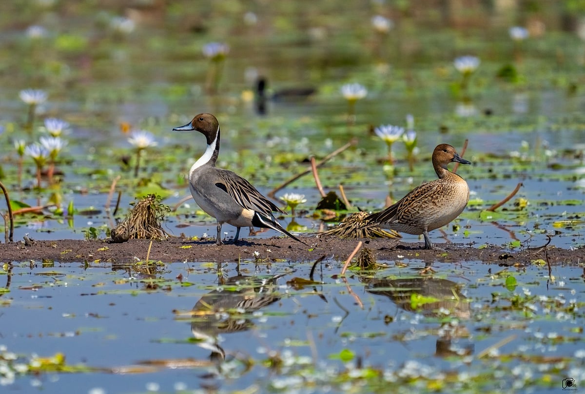 Chhattisgarh’s Kopra Reservoir emerges as biodiversity model after ...