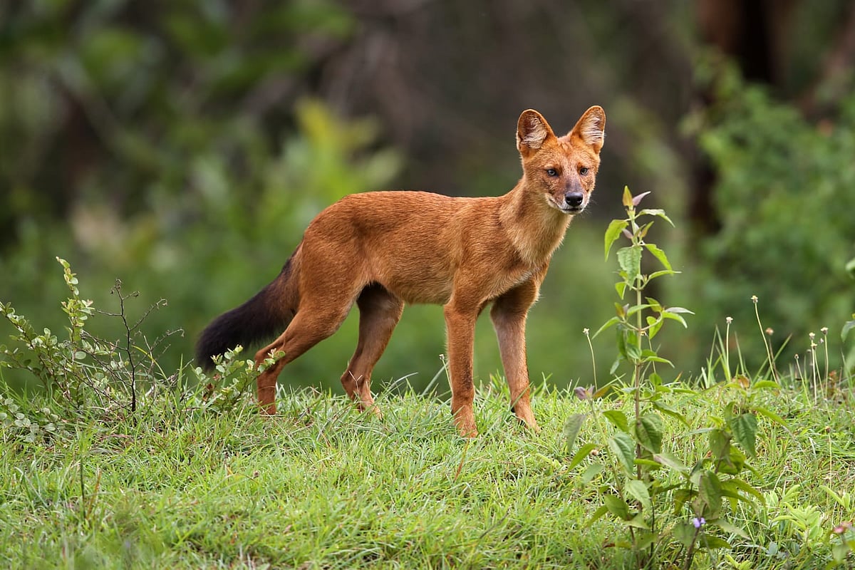 Guwahati Diary | Dholes return to Kaziranga landscape