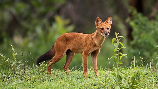Guwahati Diary | Dholes return to Kaziranga landscape