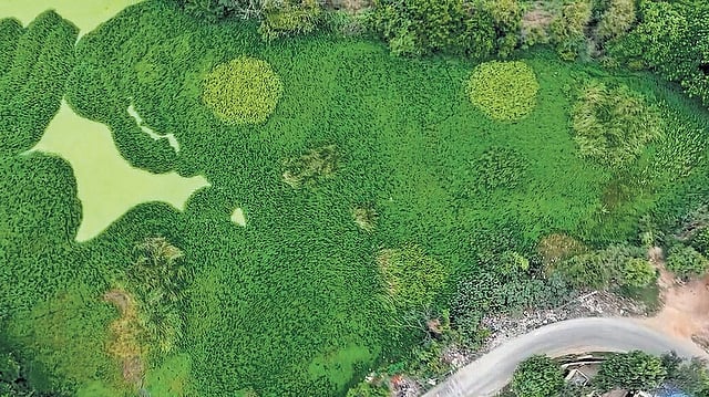 Dry spell a boon for restoration of two lakes in Bengaluru