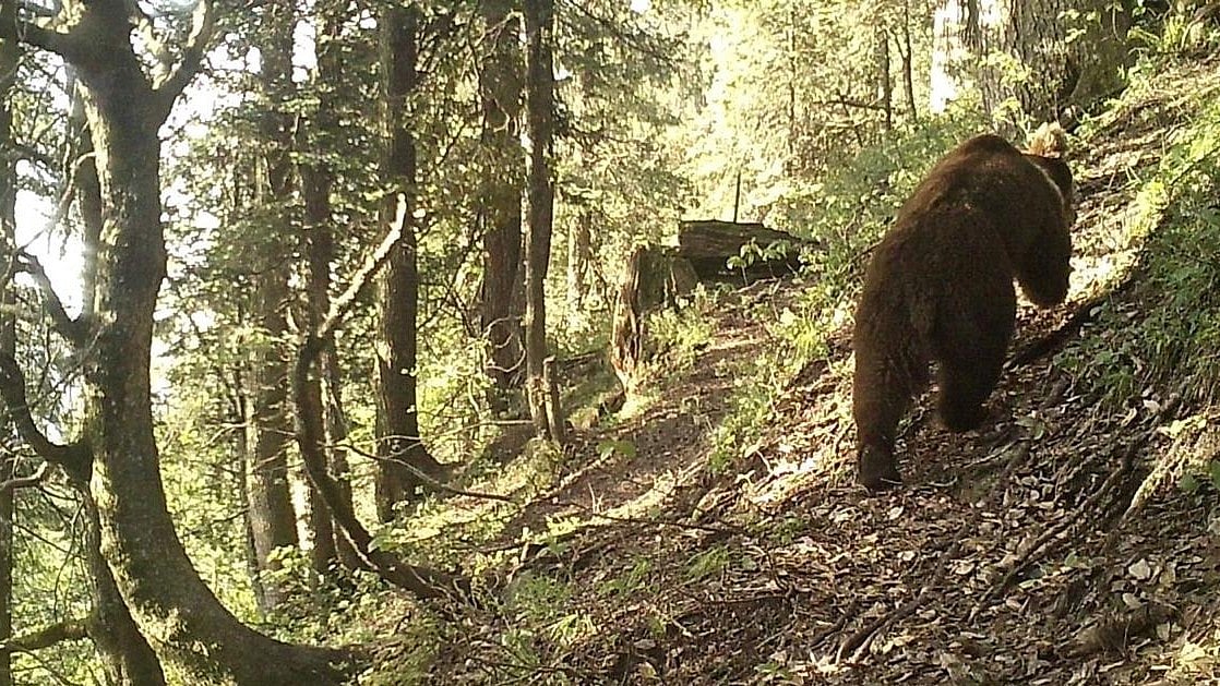 Himalayan brown bears turn to apples, peas and lettuce in Himachal’s ...