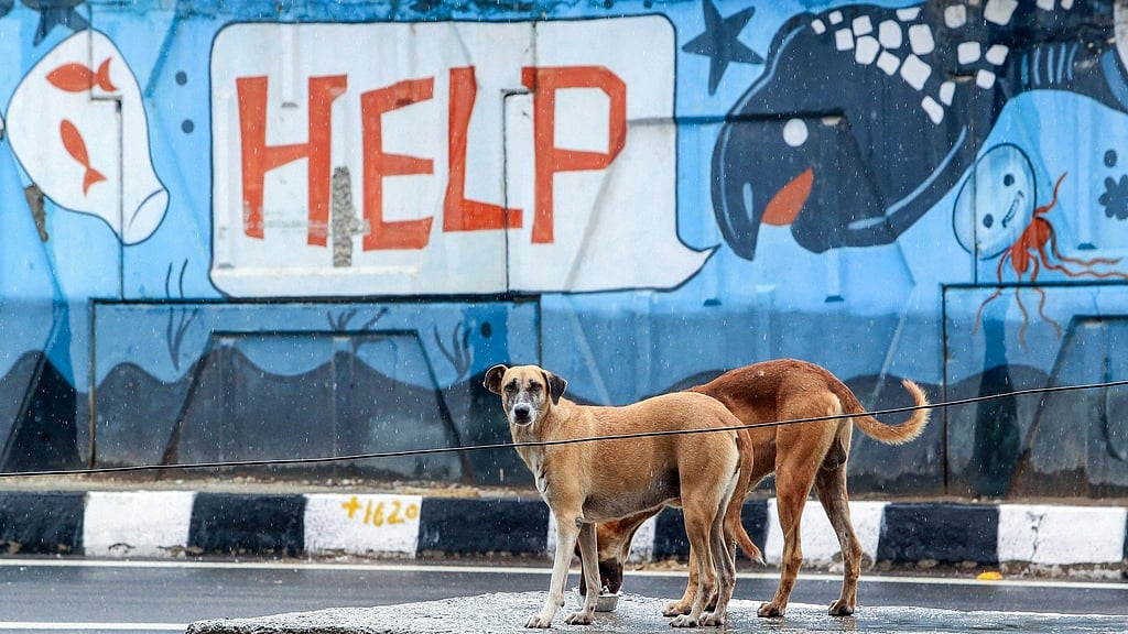 Animal feeders, rescuers allege rise in harassment, cruelty against ...