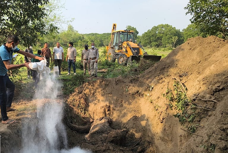 Tiger cub, elephant found dead in Uttarakhand forests