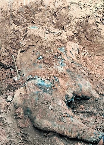 Odisha man kills elephant and buries carcass in farmhouse, held