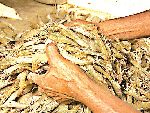 Falling prices & rising input costs push Vannamei shrimp farmers into ...