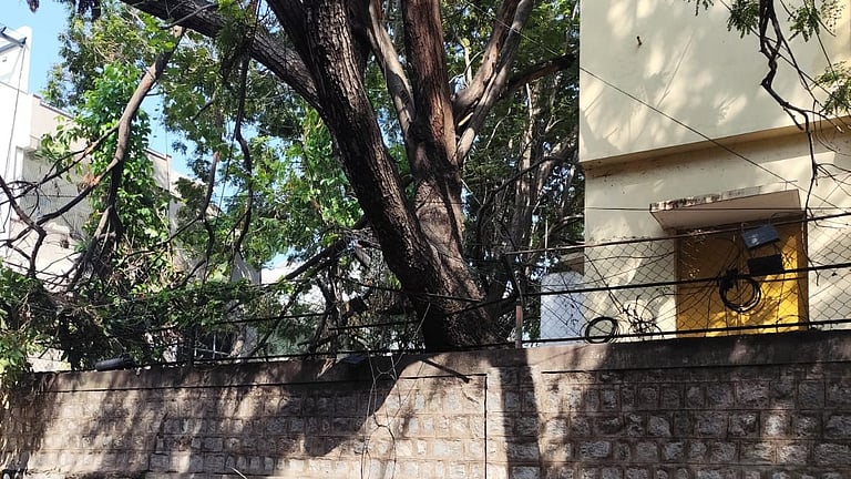 GBA claims risky trees cleared, residents tell different story