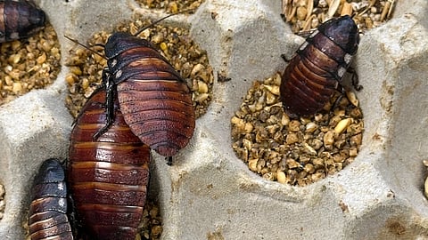Madagascar hissing cockroaches