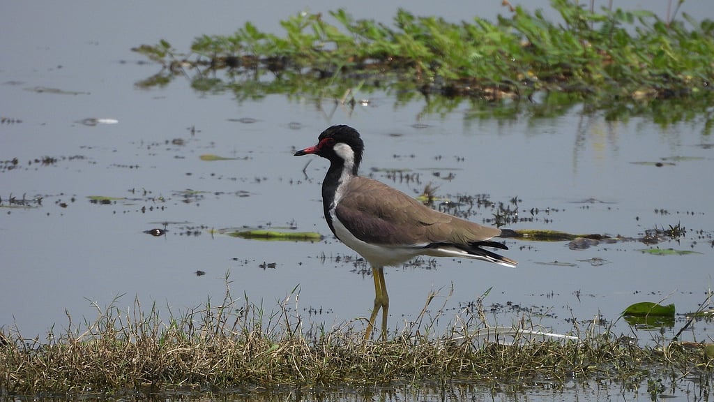 Jai Prakash Narayan Bird Sanctuary in UP declared 100th Ramsar site of ...