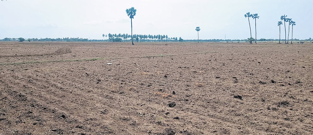 Andhra farmers to get quality seeds at subsidised rates as Kharif ...