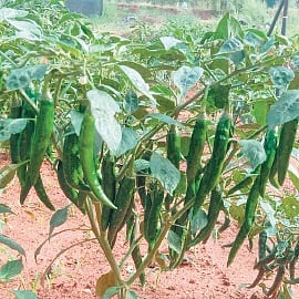 Kerala Agricultural University’s super chilli set to revolutionise ...
