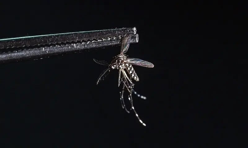 Quick Take | Battle of bugs