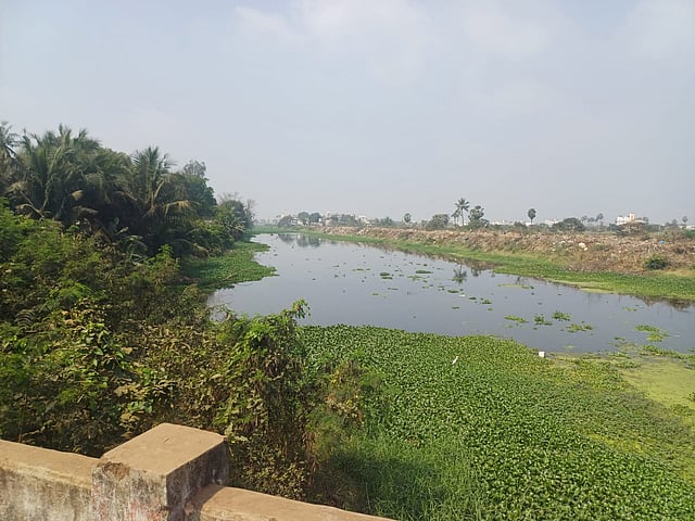 Invasive water hyacinth chokes Godavari-Eluru canal, sparking vector ...