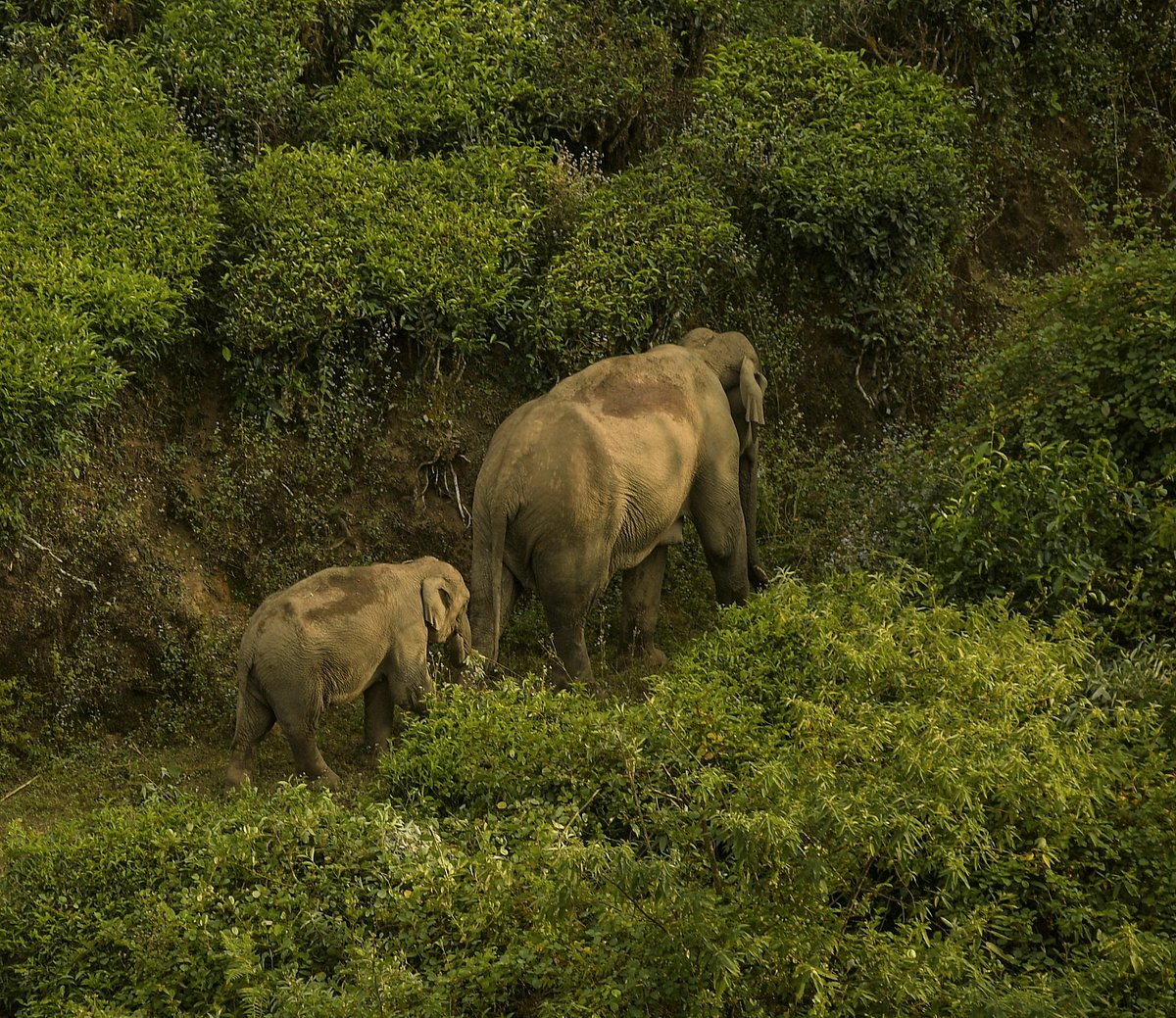Single mother killed in elephant attack near Suryanelli in Idukki ...