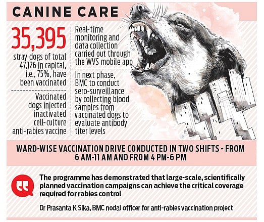 BMC eyes to create herd immunity in Bhubaneswar’s stray dogs against ...