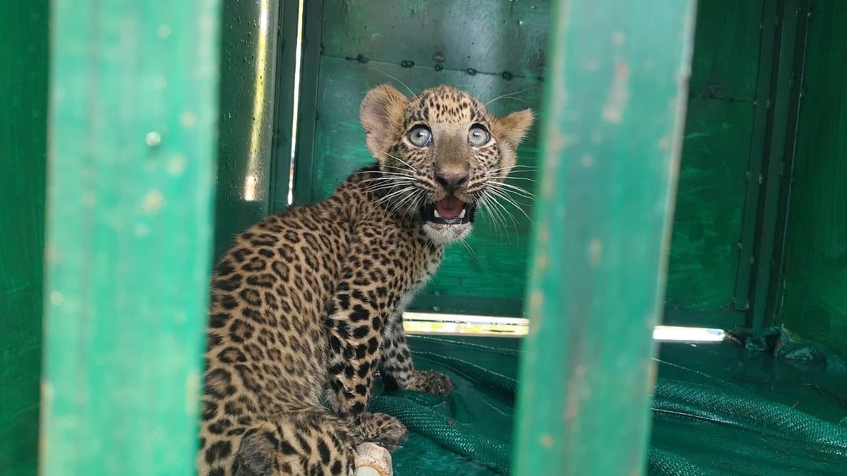 Madhya Pradesh: Tiger at Raisen Fort, missing leopardess in Barwani ...