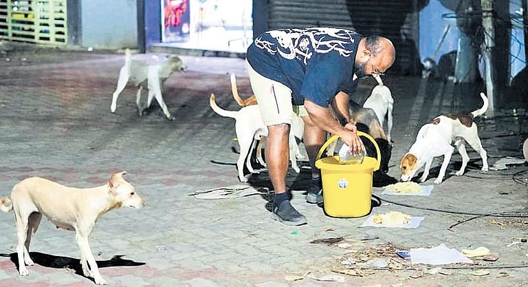 Madurai’s midnight dogfather: The councillor who feeds 600 stray dogs ...