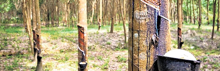 Rubber prices shoot up across Kerala ; sparking resurgence in ...