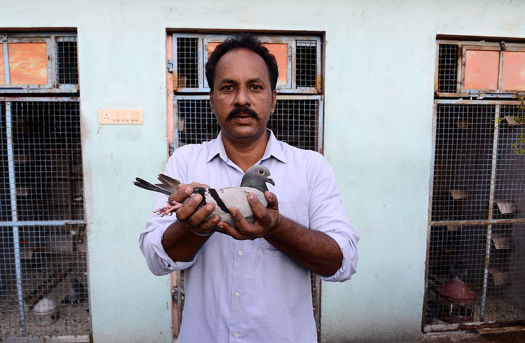 Homecoming: Chennai’s racer pigeon sets a new record, returns from ...