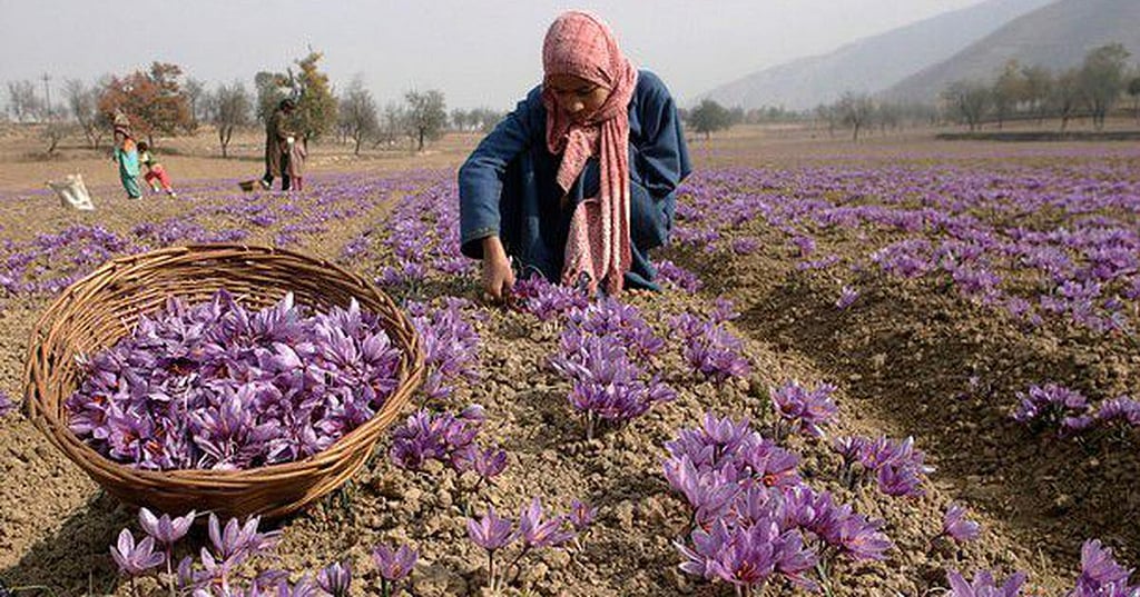 Iran war fuels global demand surge for Kashmir saffron; prices, exports ...
