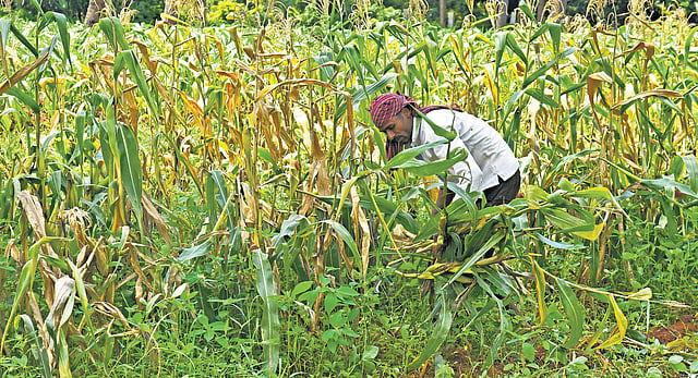 Karnataka govt taking fertile farm land despite protests: BJP