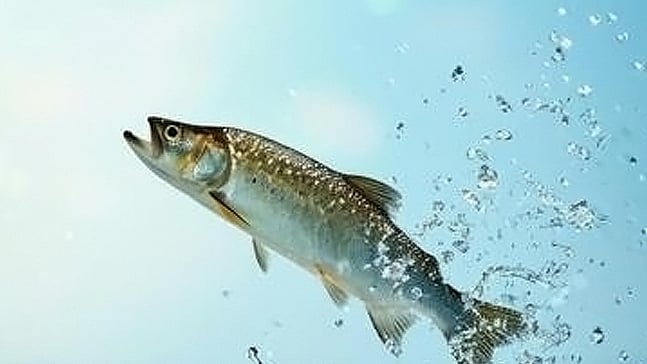 Marine toxins in fish raise concerns; 25 fall sick after consuming fish ...