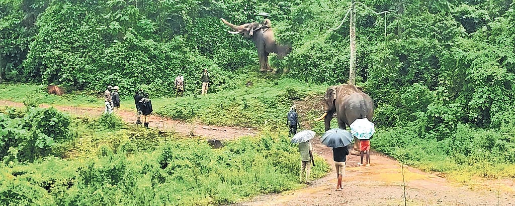 Camp elephants to be shifted from Theppakadu, only four to remain for ...