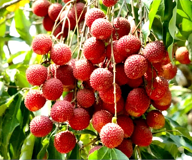 India exports Uttarakhand lychee to Italy to mark entry into European ...
