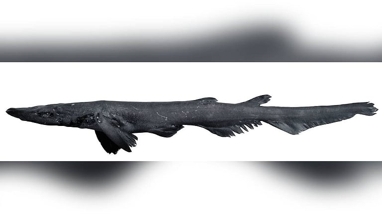 New deep-sea catshark species discovered off Kerala's Kollam coast