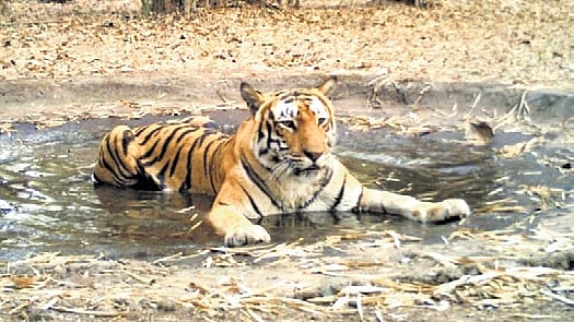 Nallamala tiger success faces sustainability test