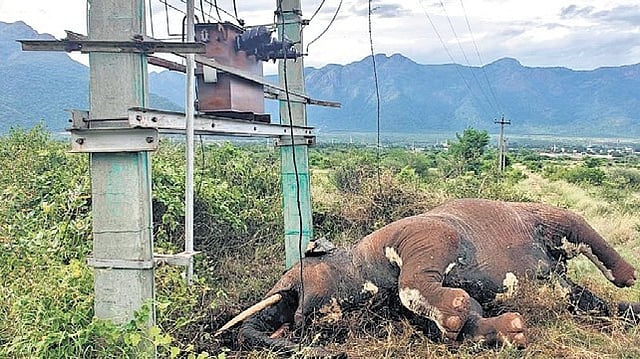 25-year-old tusker electrocuted on patta land near Thadagam