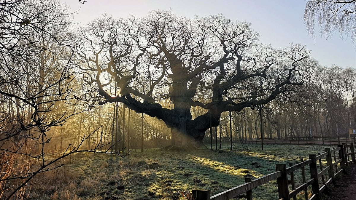 Tracing the family tree of trees