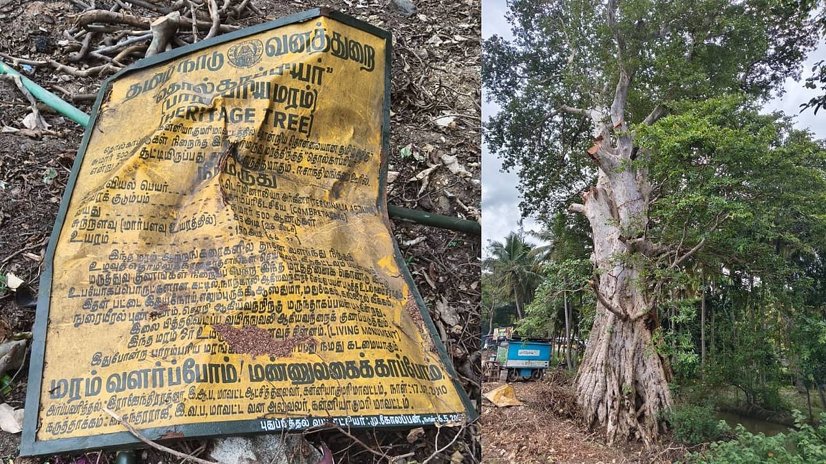 Call to protect heritage tree after branches cut