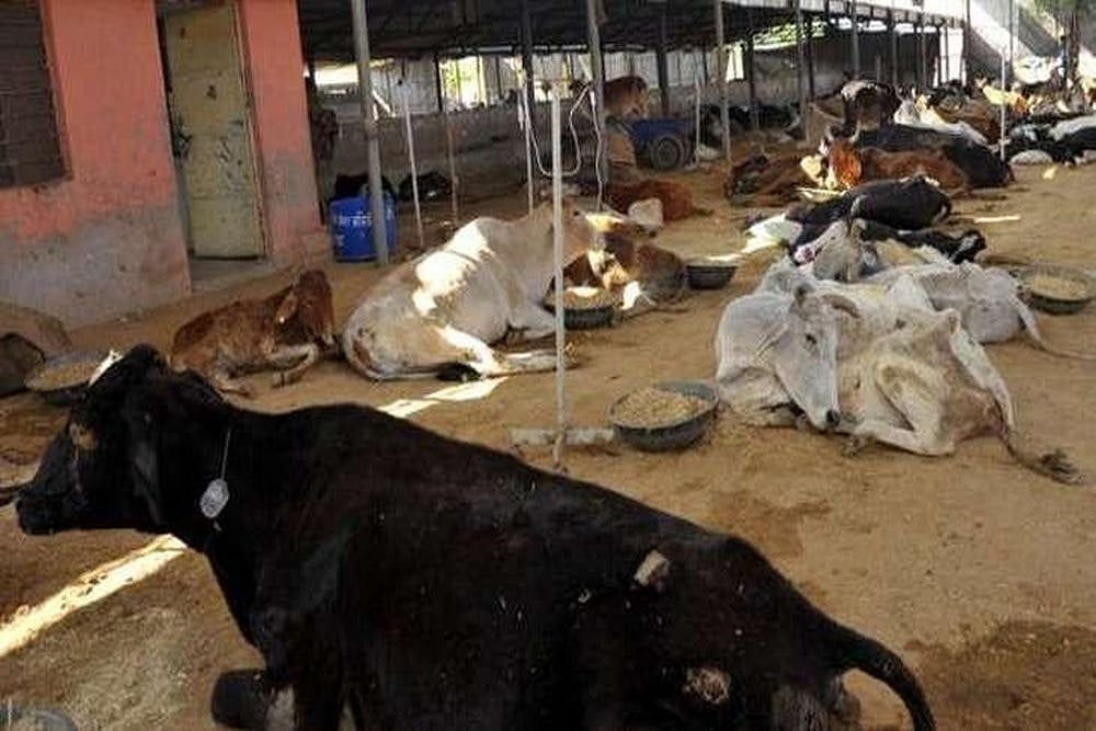 BJP Leader Harish Verma Arrested After 27 Cows Die In Three Days At His ...