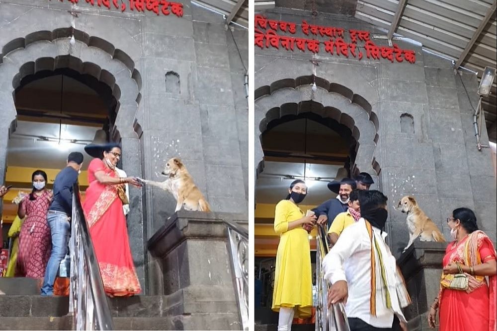 Watch: Viral Video Of 'Dog Swami' Blessing Devotees At Maharashtra ...