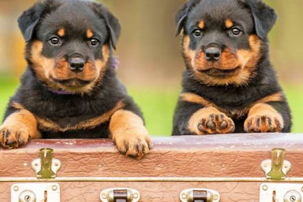 App Launched For Noida Residents To Register Pets, Complain About ...
