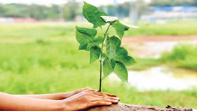 Pune: झाडांचे पुनर्रोपण नियमाप्रमाणे होते का? महापालिका, बांधकाम ...