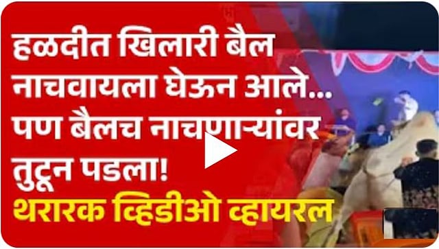 Thane News | हळदीत बैल नाचवताना घडलं थरारक नाट्य; व्हिडिओ व्हायरल...