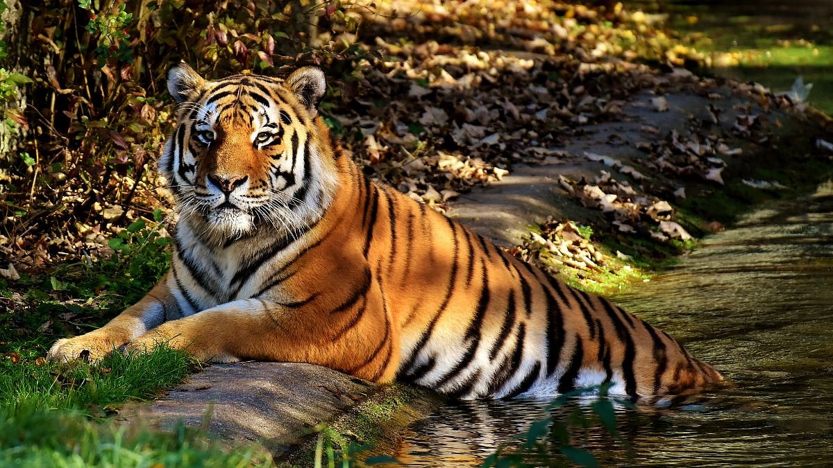 Goa Wildlife | वन्यजीवांसाठी लवकरच पहिले समर्पित उपचार केंद्र
