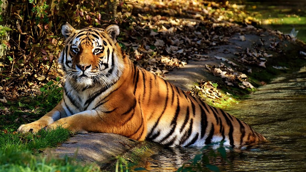 Goa Wildlife | वन्यजीवांसाठी लवकरच पहिले समर्पित उपचार केंद्र