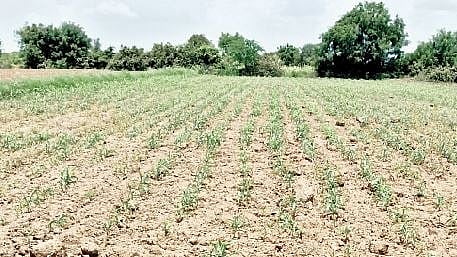 Nanded News : मृगाने निराश केले, काही ठिकाणी पावसाच्या हलक्या सरी