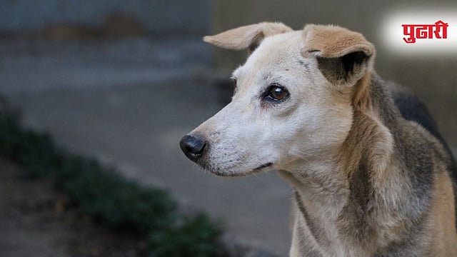 Goa Stray Dog | गोव्यात 25 हजार नसबंदी करूनही भटक्या कुत्र्यांचा ...