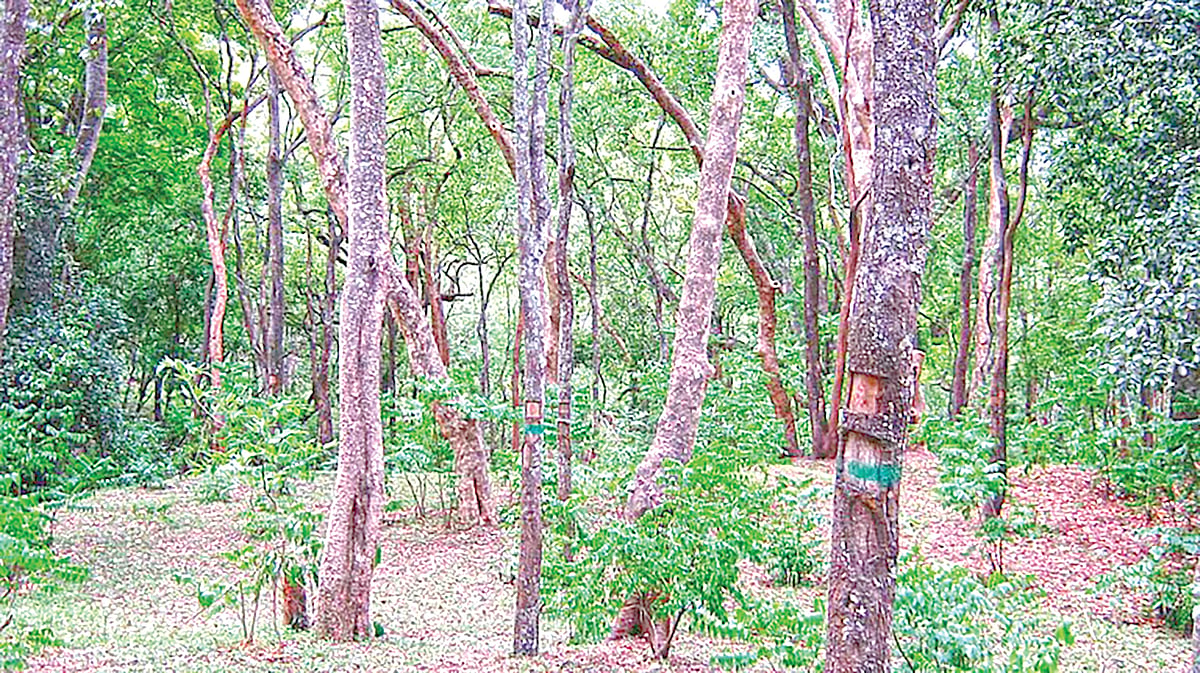 Red Sandalwood Tree | चाफवलीतील रक्तचंदन झाडाला विशेष सुरक्षा