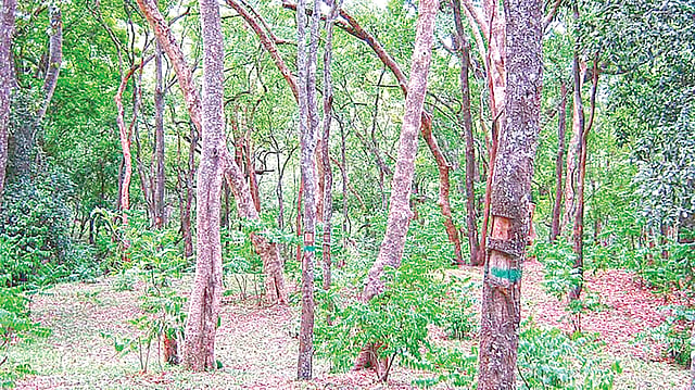 Red Sandalwood Tree | चाफवलीतील रक्तचंदन झाडाला विशेष सुरक्षा